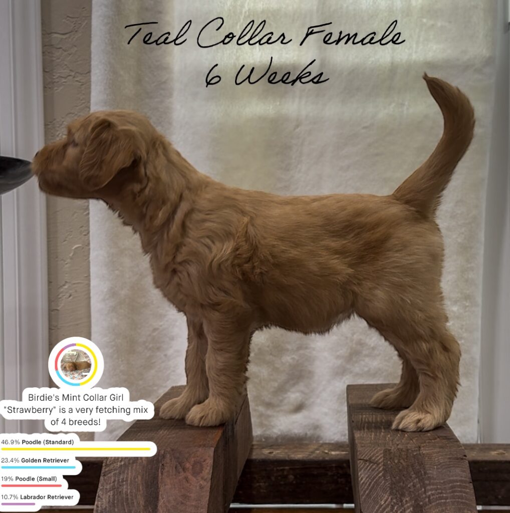 Our Puppy Pick Process - Proud Companion Dog Breeders of Bearded ...